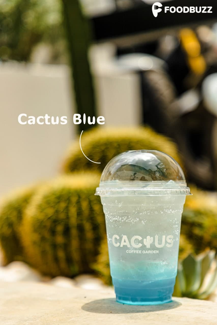 Cactus Coffee Garden៖ ហាងកាហ្វេទើបបើកថ្មីមានដើមប្រទាលជាតារតុបតែងគោល ...