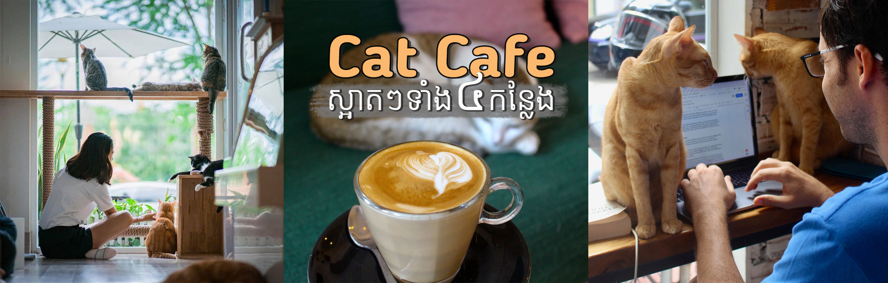 The Purr-fect café destinations for cat lovers who just can’t get ...