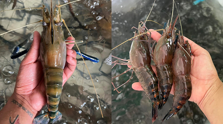 Fancy up your meal with freshwater prawn